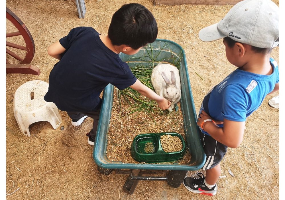 Become an Educator - Treasure Tree In-Home